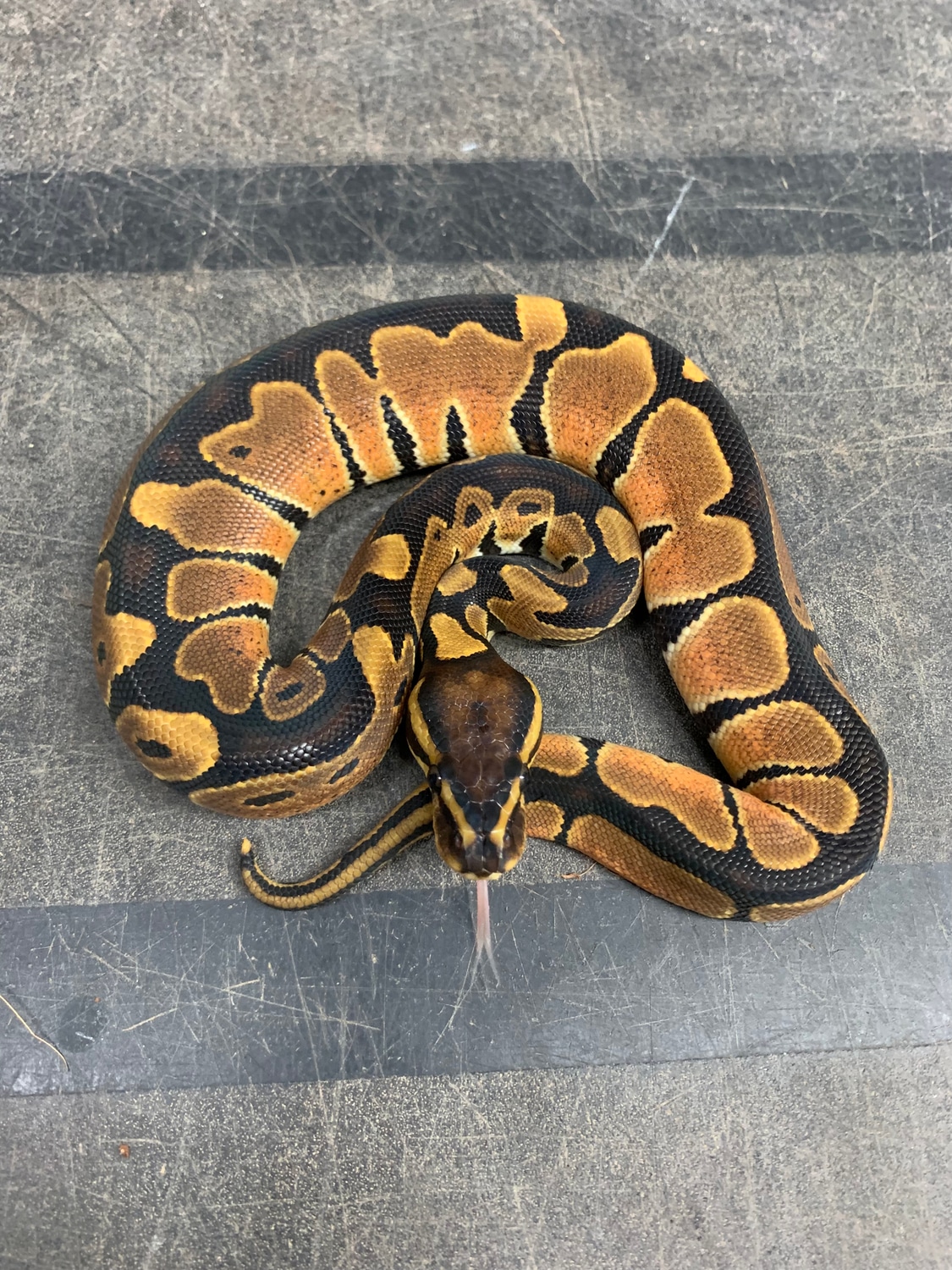 50% Het Monsoon Ball Python by DPR coldblood - MorphMarket