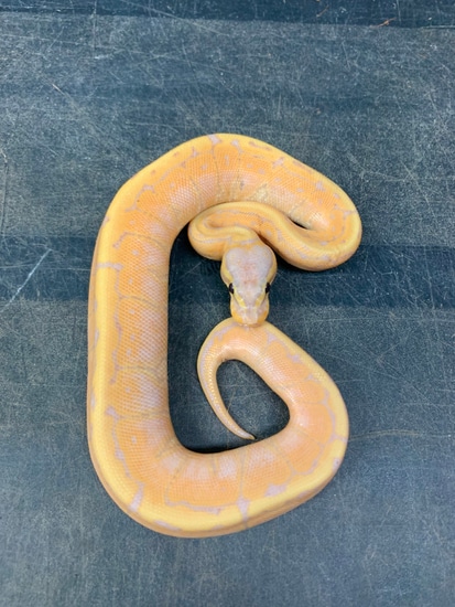 Banana Pinstripe 50% Het Monsoon Ball Python by DPR coldblood