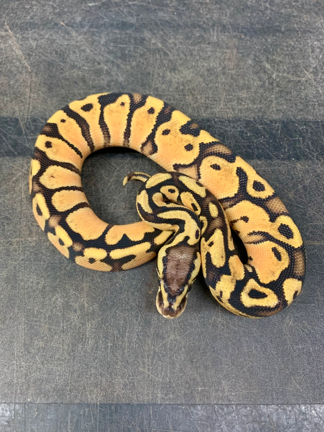 Pastel OD Vanilla Het Puzzle Ball Python by DPR coldblood - MorphMarket
