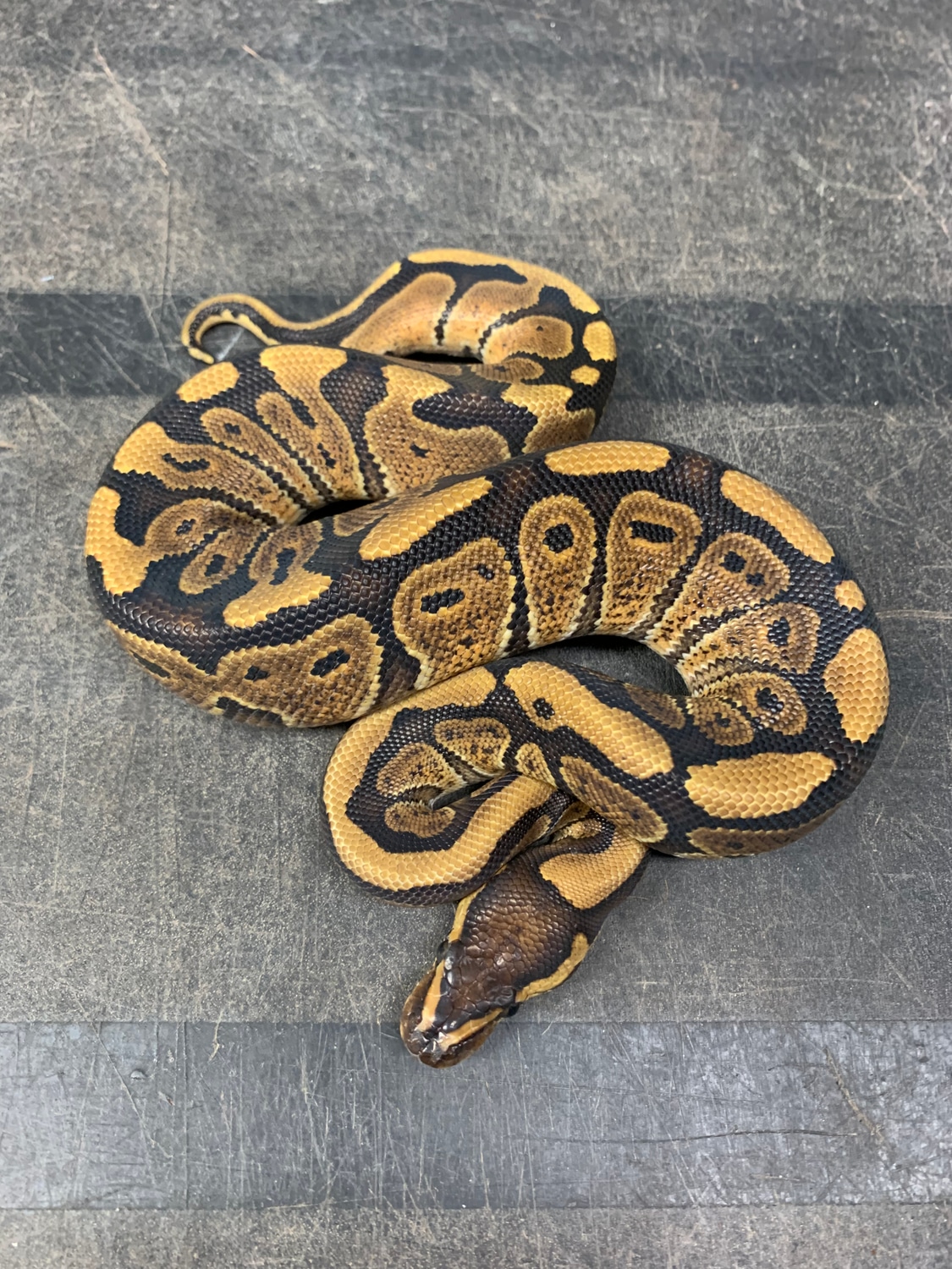 Redstripe Het. Clown Ball Python by DPR coldblood - MorphMarket