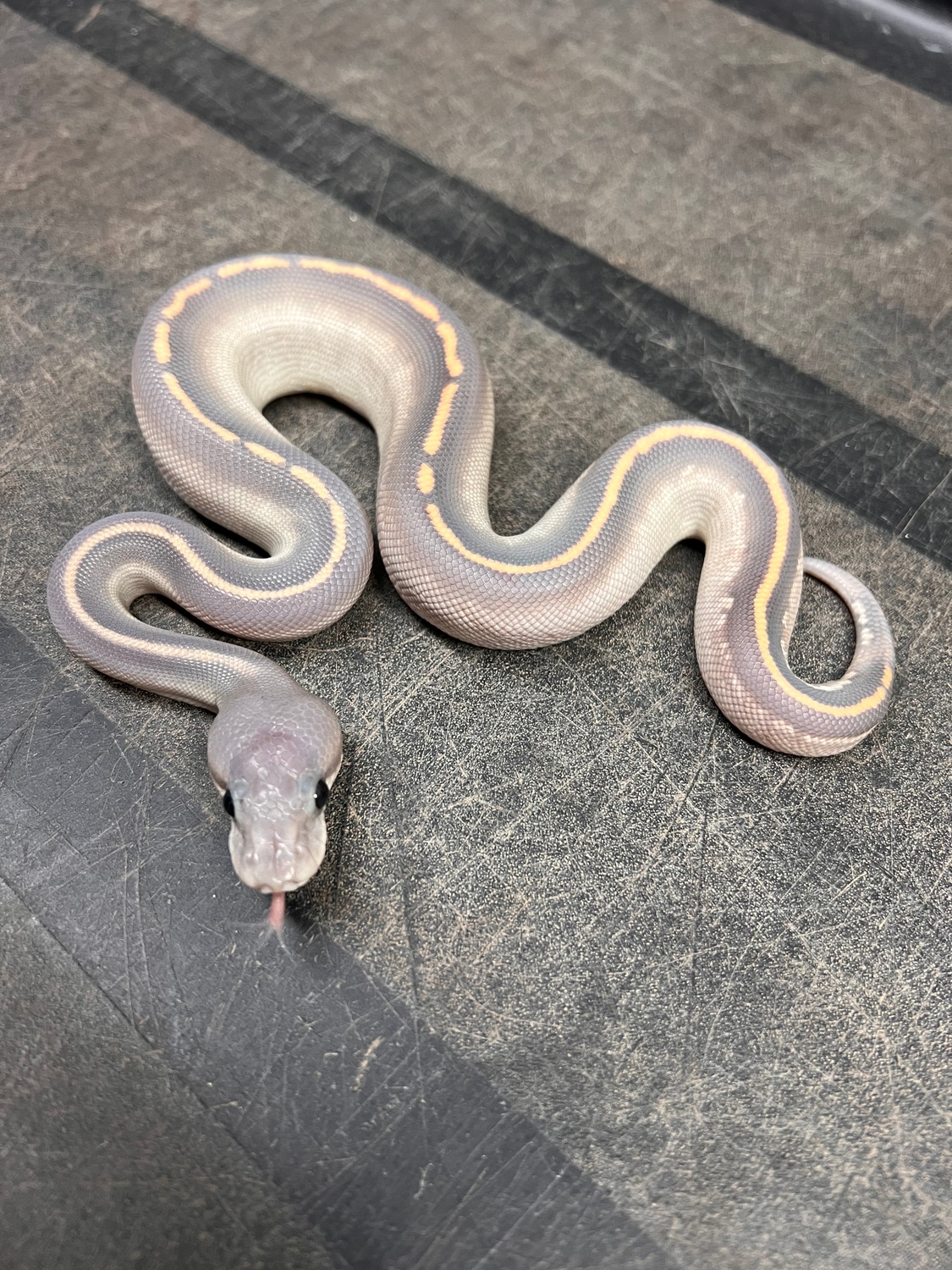 Black Pastel Cypress Mojave Hypo Ball Python by DPR coldblood - MorphMarket
