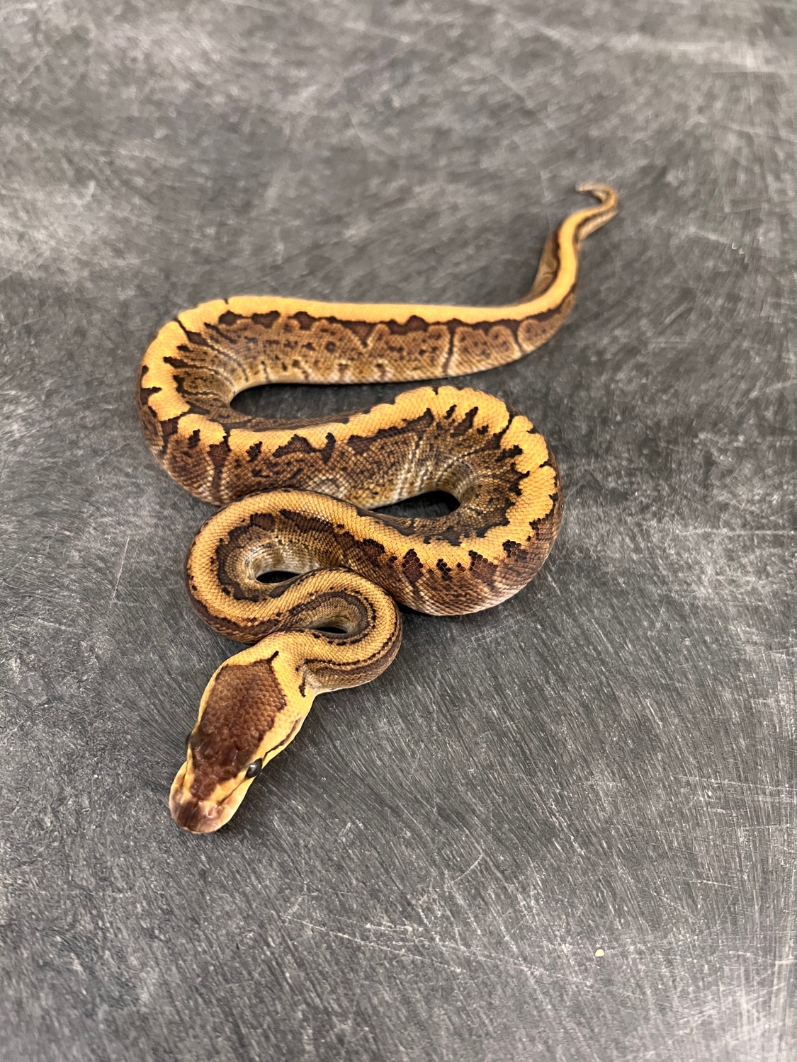 GHI Pinstripe Het Clown Ball Python by DPR coldblood - MorphMarket