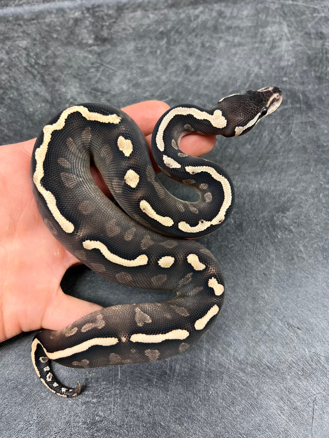 GHI YB Cinnamon (Redstripe?) Het Clown Ball Python by DPR coldblood ...