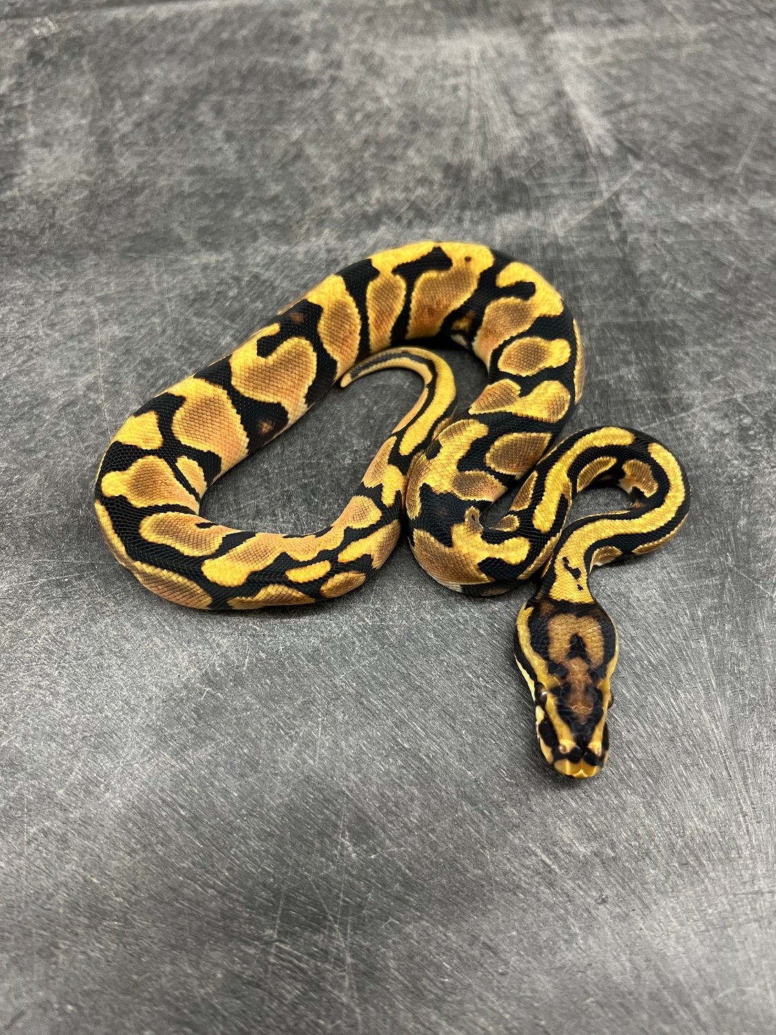 Orange Dream Spotnose Het Clown Ball Python by DPR coldblood - MorphMarket