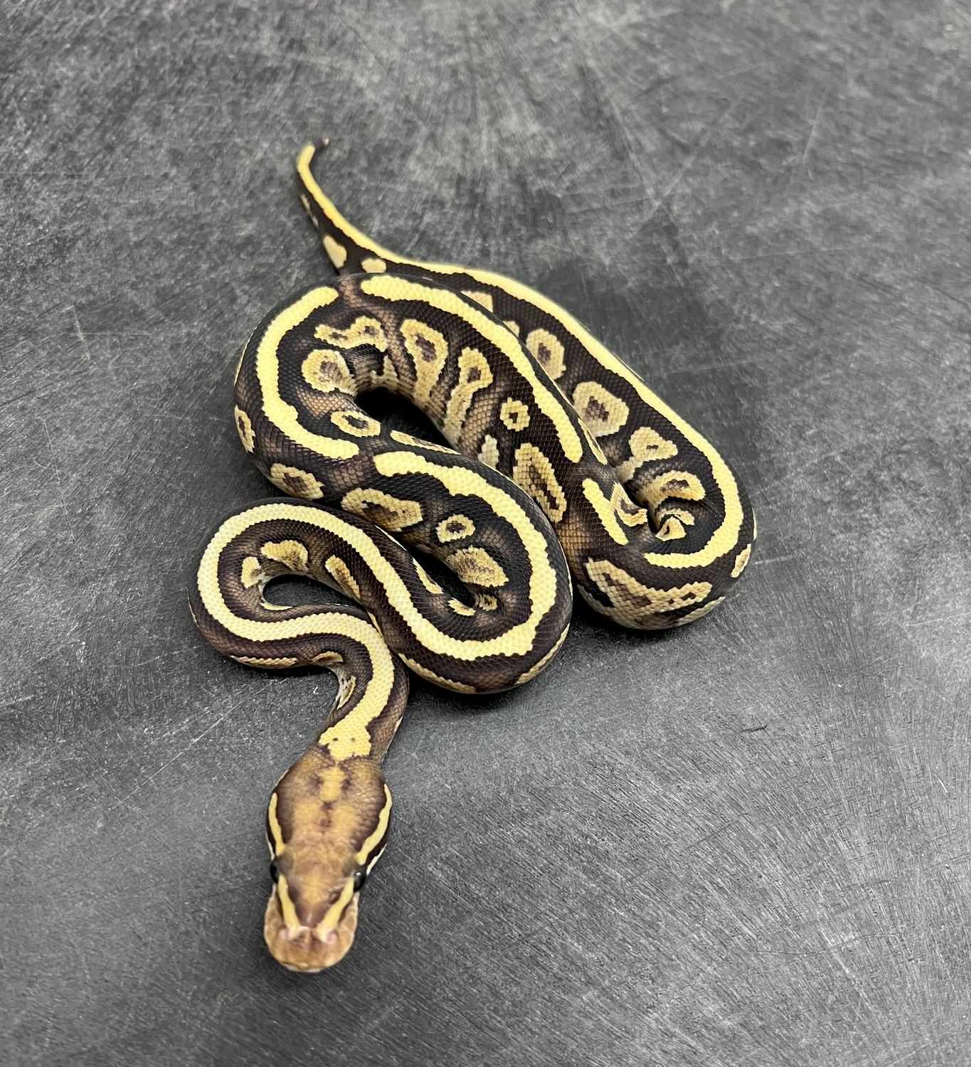 Lace Spotnose Mojave H. Clown Ball Python by DPR coldblood - MorphMarket