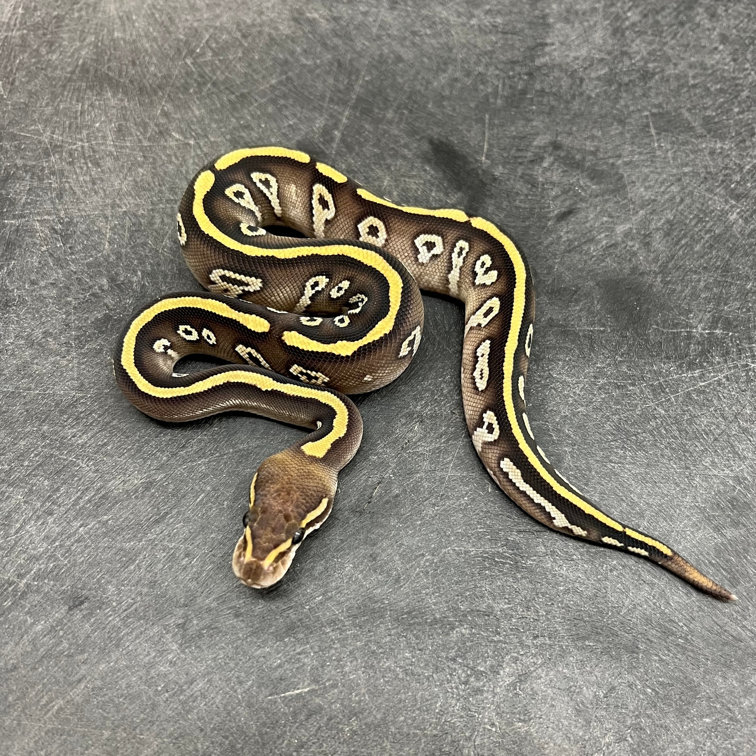 Cypress Lace Mojave Het Clown Ball Python by DPR coldblood - MorphMarket