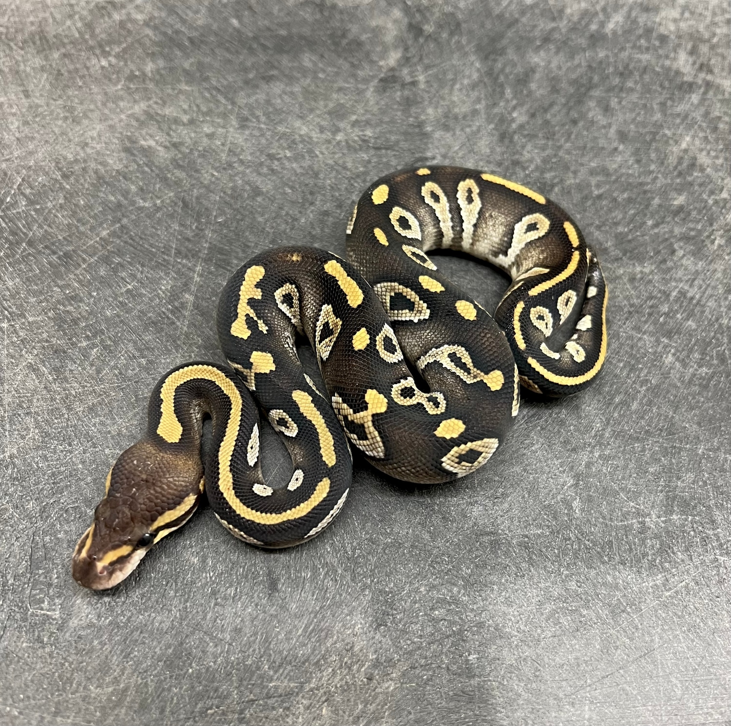 Chocolate Mojave (Blade) Het Hypo 66% Het Clown Ball Python by DPR ...