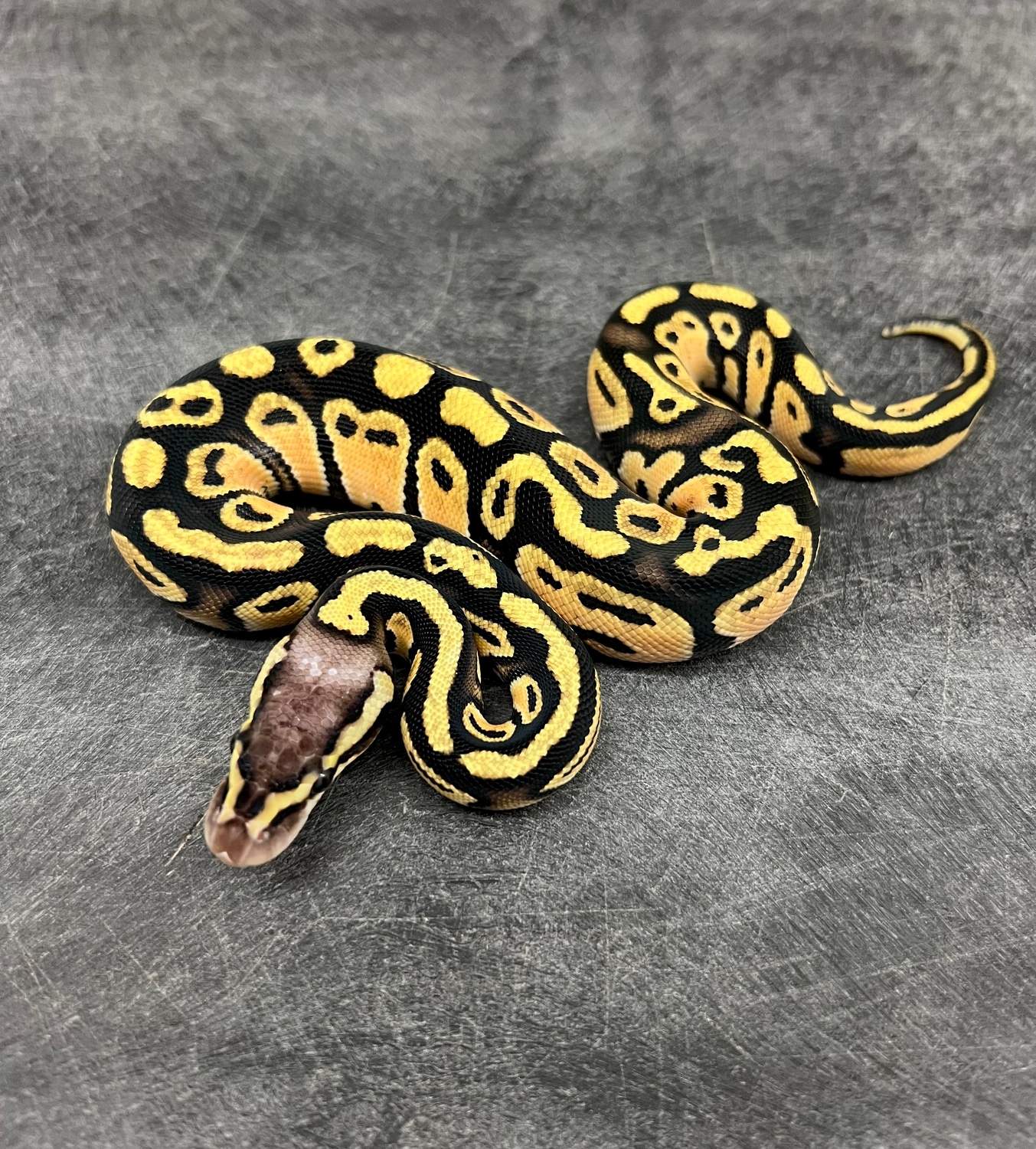 Cypress Pastel Het Clown Ball Python by DPR coldblood - MorphMarket