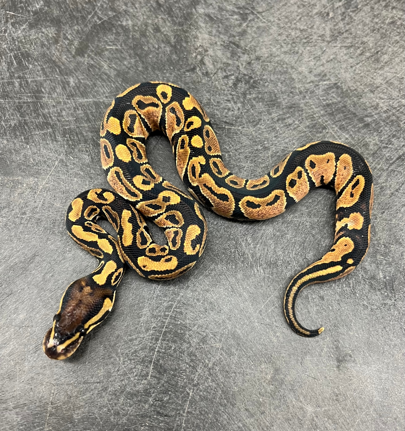 Het Sentinel/Paint Ball Python by DPR coldblood - MorphMarket