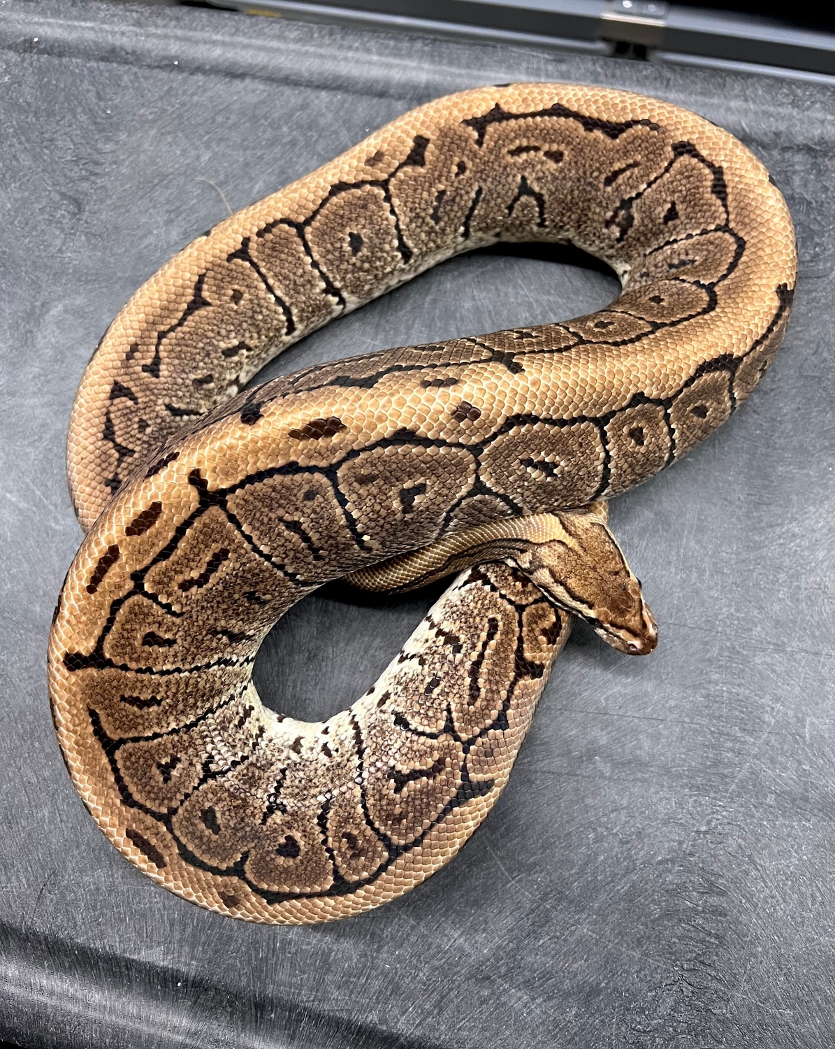 Spotnose Pinstripe Ball Python by DPR coldblood - MorphMarket
