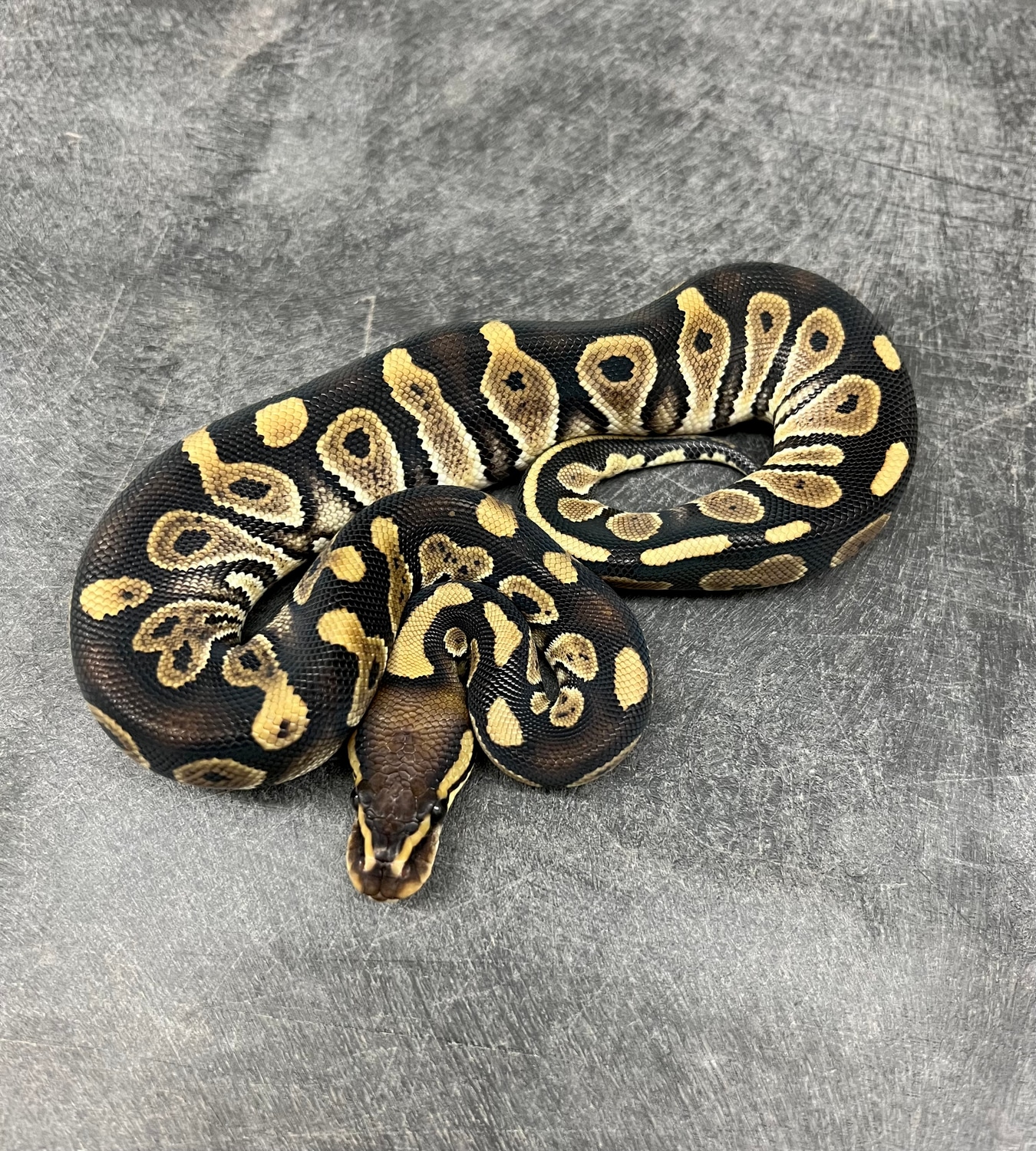 Chocolate HRA Blade Het Hypo 50% Het Clown Ball Python by DPR coldblood ...