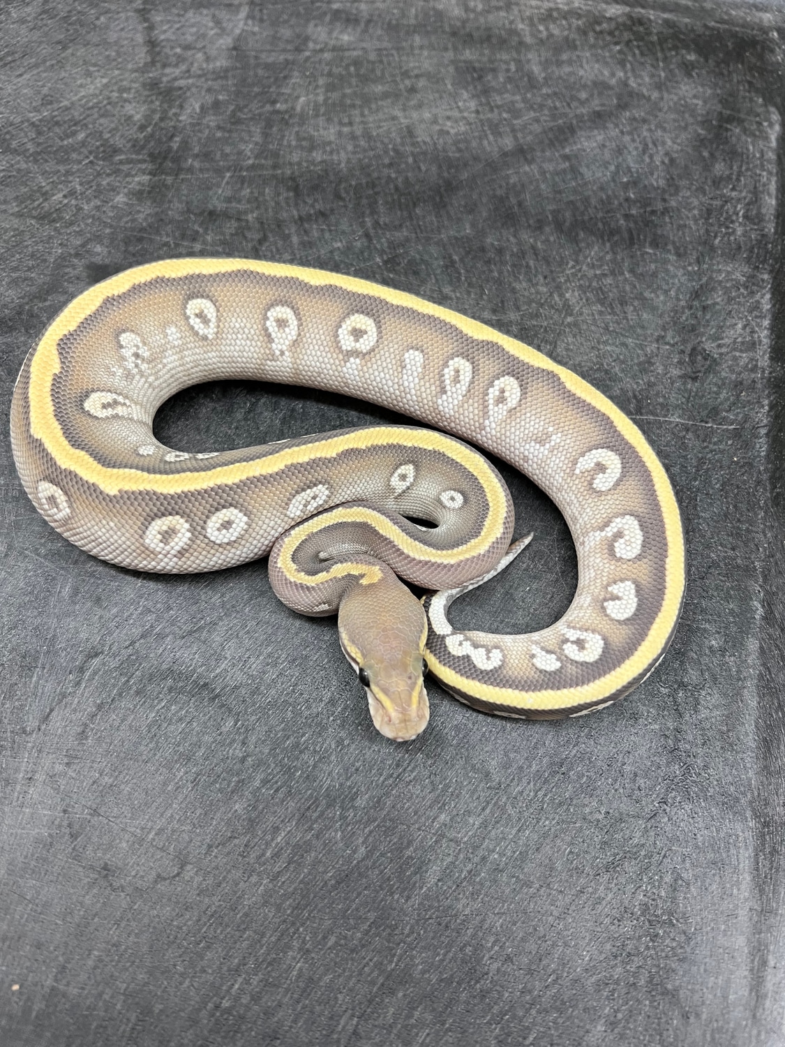Mojave Cypress Hypo Ball Python by DPR coldblood - MorphMarket