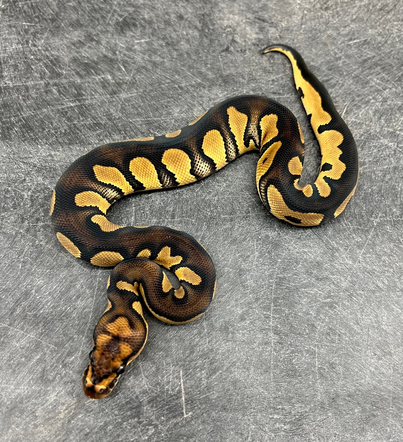 Chocolate Clown Het Hypo Ball Python by DPR coldblood - MorphMarket