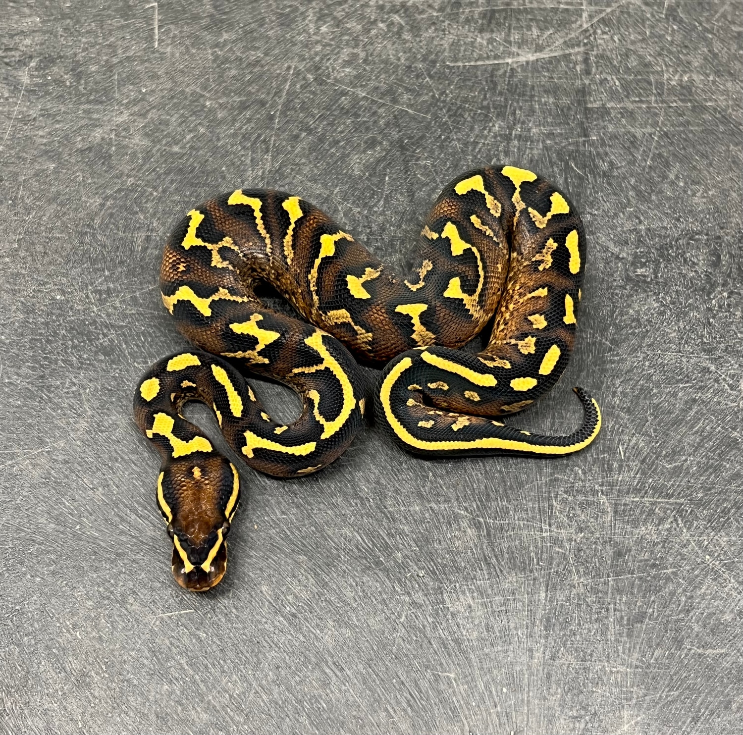 Super Asphalt Het Clown Ball Python by DPR coldblood - MorphMarket