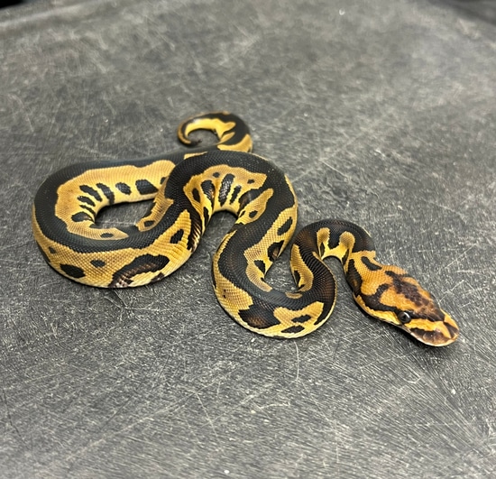 Chocolate Leopard Clown Het DG Ball Python by DPR coldblood