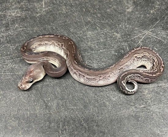 Gargoyle Clown Ball Python by DPR coldblood