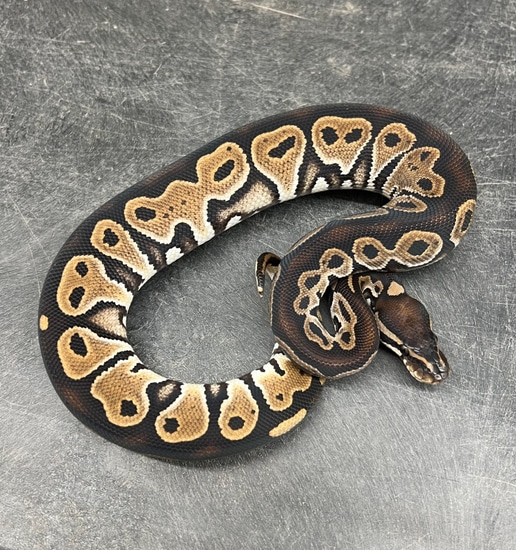 HRA Gorilla (Super) Ball Python by DPR coldblood