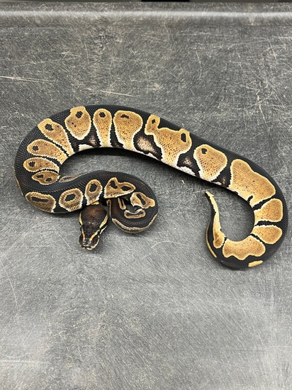 Gorilla (Super) Ball Python by DPR coldblood