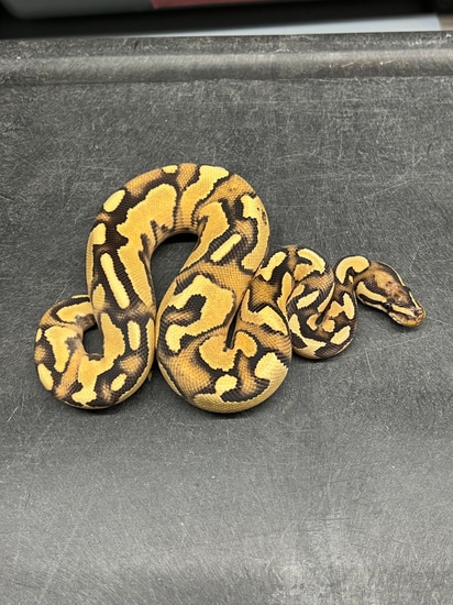 OD YB Fire 66% Het Paint 50% DH Hypo Cryptic Ball Python by DPR coldblood