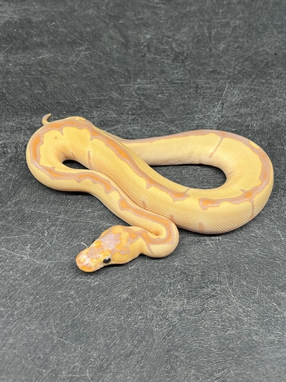 Banana Blade Clown 50% Het Hypo Ball Python by DPR coldblood