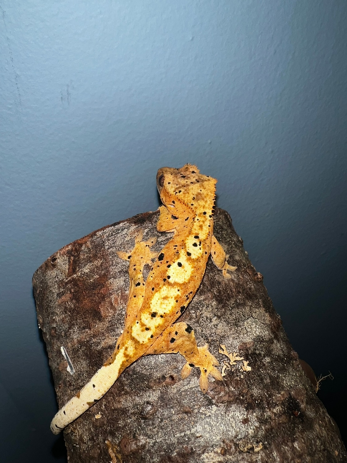 Yellow Flame Super Dalmatian Crested Gecko by D&E Cresties - MorphMarket