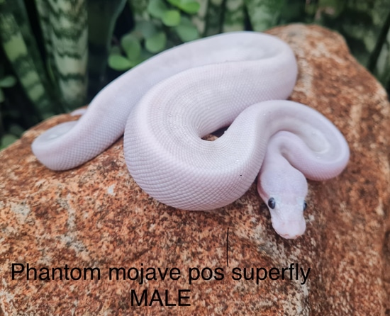 Phantom Mojave Pos Superfly Ball Python by DQR-REPS