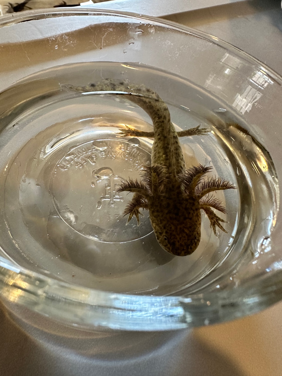 High-Iridophore Wild Type Axolotl by Dr. Exotic’s Aquatics - MorphMarket