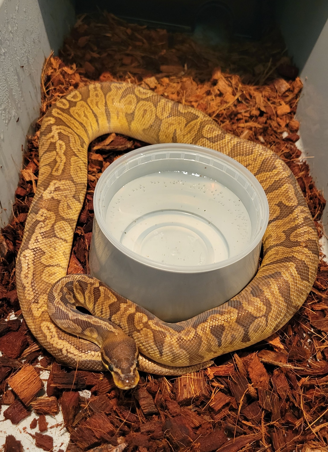 Balls Gone Wild's Collection - MorphMarket