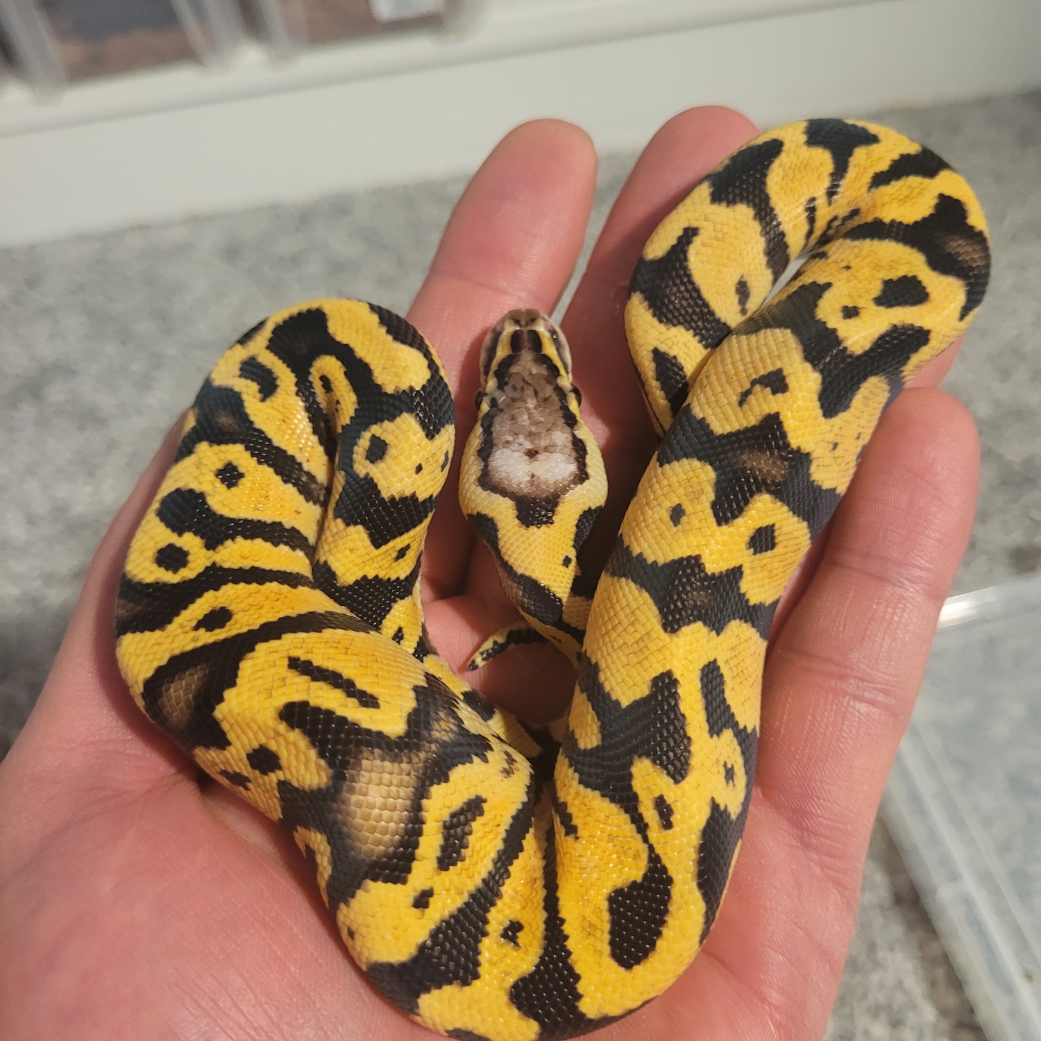 Firefly Blade Het Clown Ball Python by Dangerous Pythons - MorphMarket