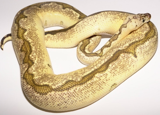 Super Blade Pastel Clown Ball Python by Dangerous Pythons