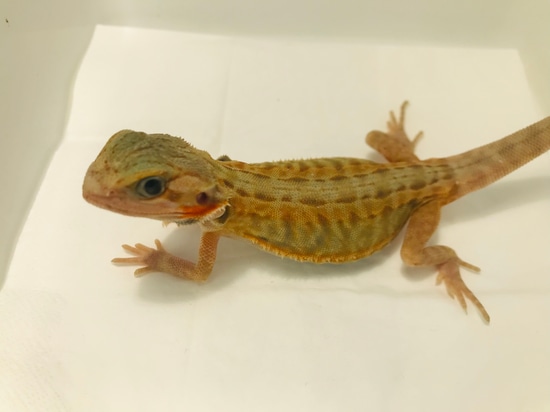 Hypo Trans Het Zero Genetic Striped Microscale Central Bearded Dragon ...