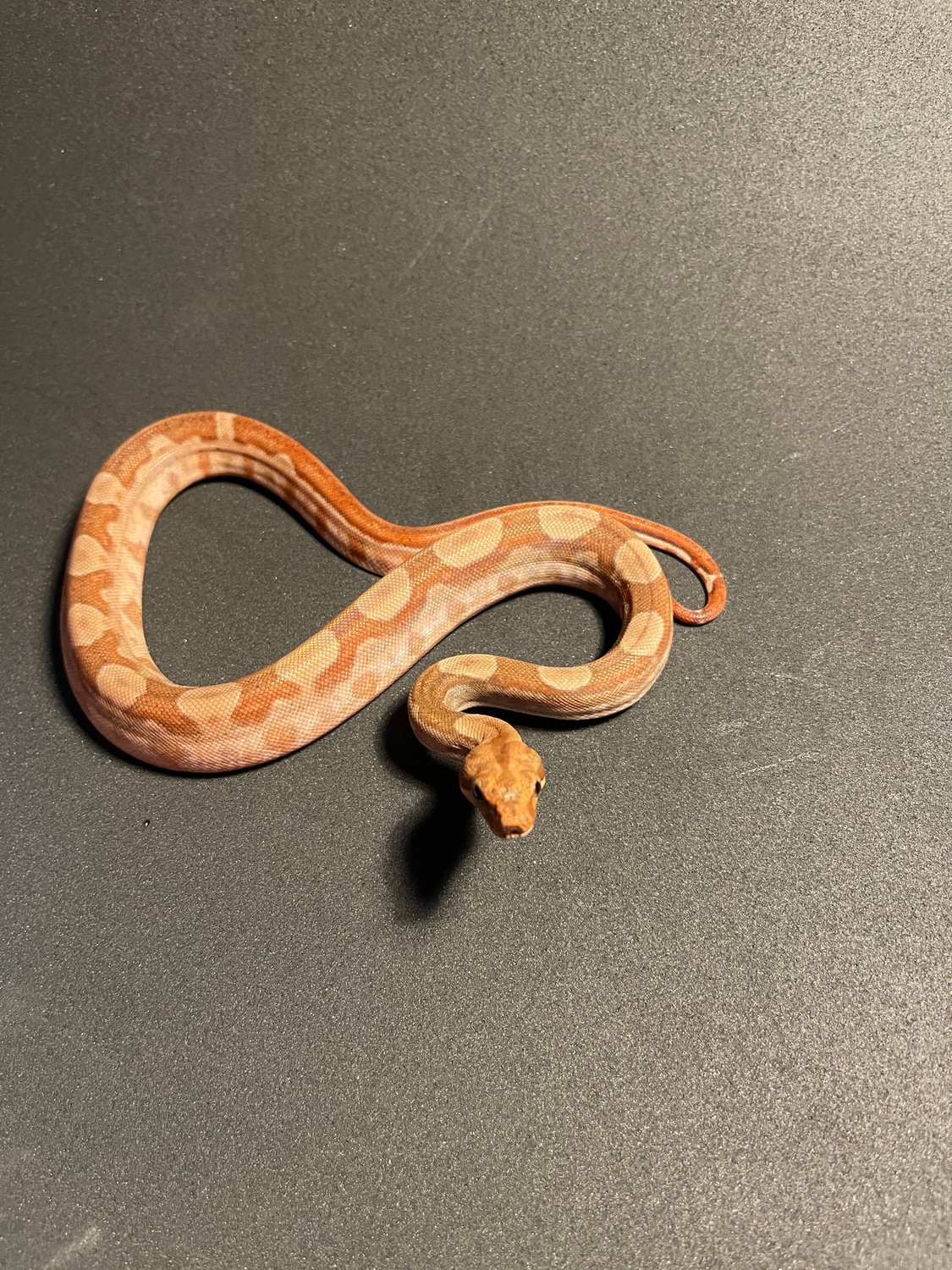 T+ Albino Nic Jungle Salmon Boa Constrictor by Dracula Reptiles ...