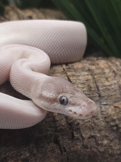 Super Mojave Bel Ball Python by Draggin Balls Reptiles