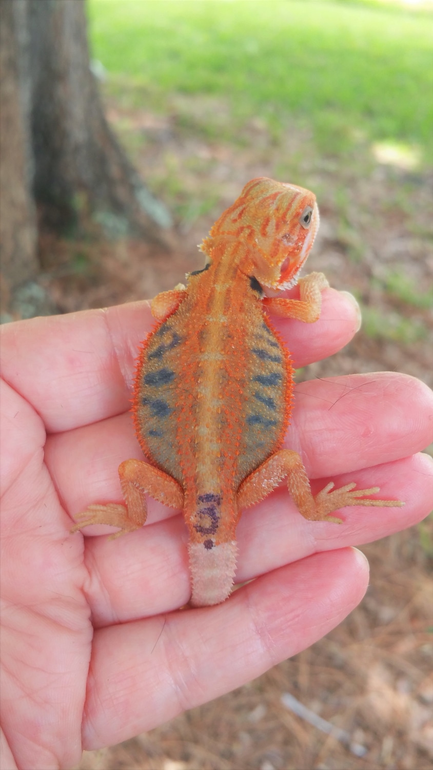 Hypo Translucent Rainbow Tiger Central Bearded Dragon by Draggintails ...