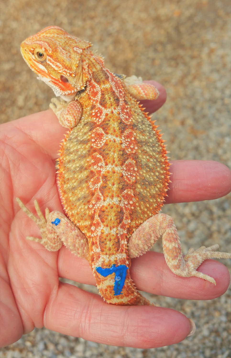Big, Glowy Gal..lots Of Green Central Bearded Dragon by Draggintails ...