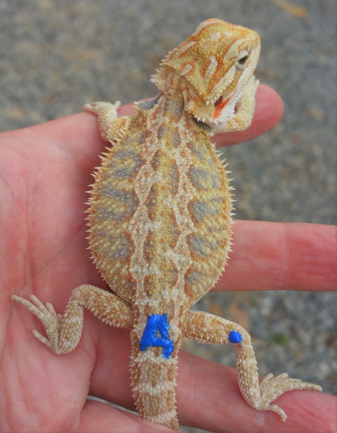 Yellow & Blue! Central Bearded Dragon by Draggintails - MorphMarket