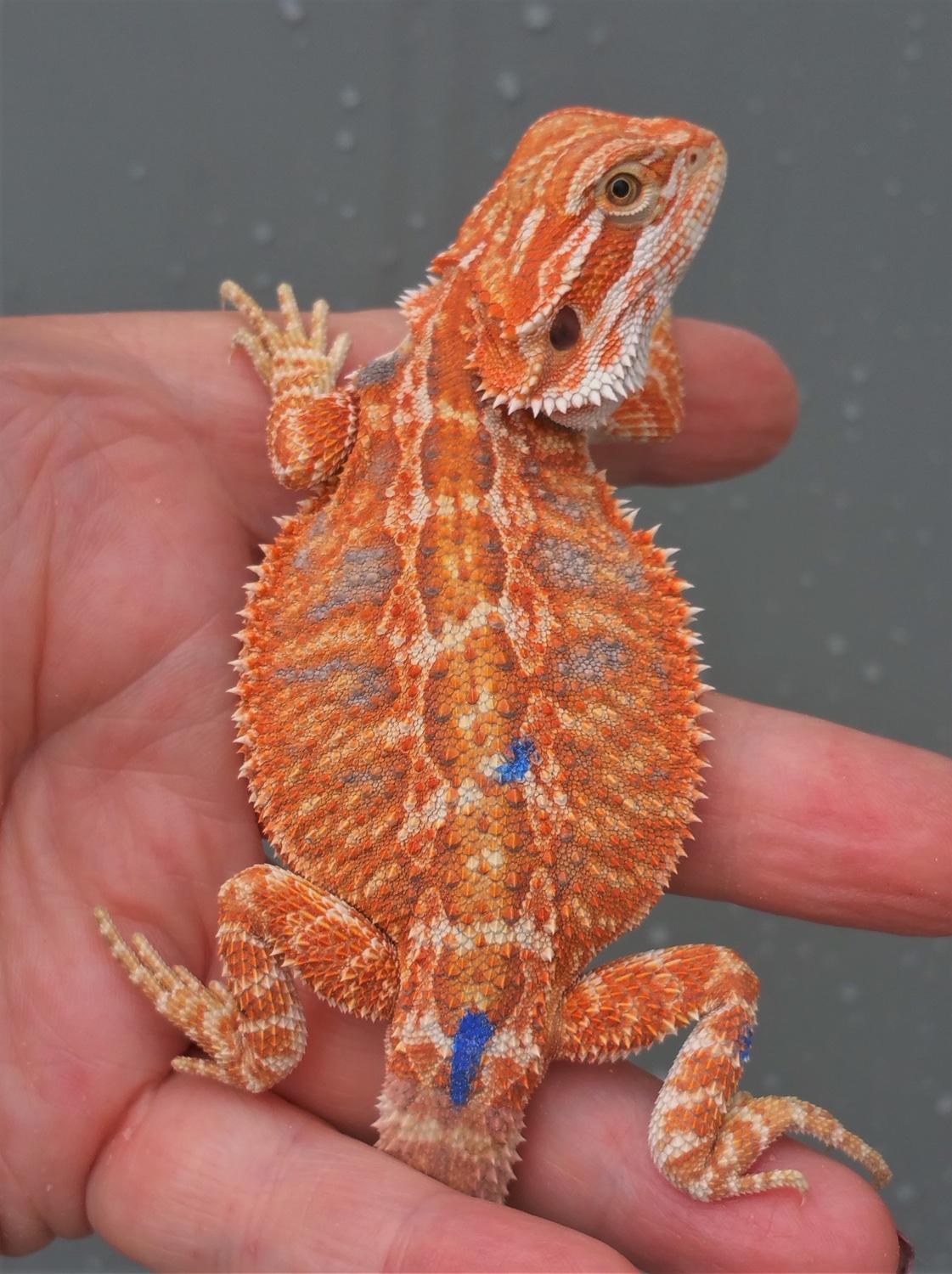 Rainbow Tiger Central Bearded Dragon by Draggintails - MorphMarket