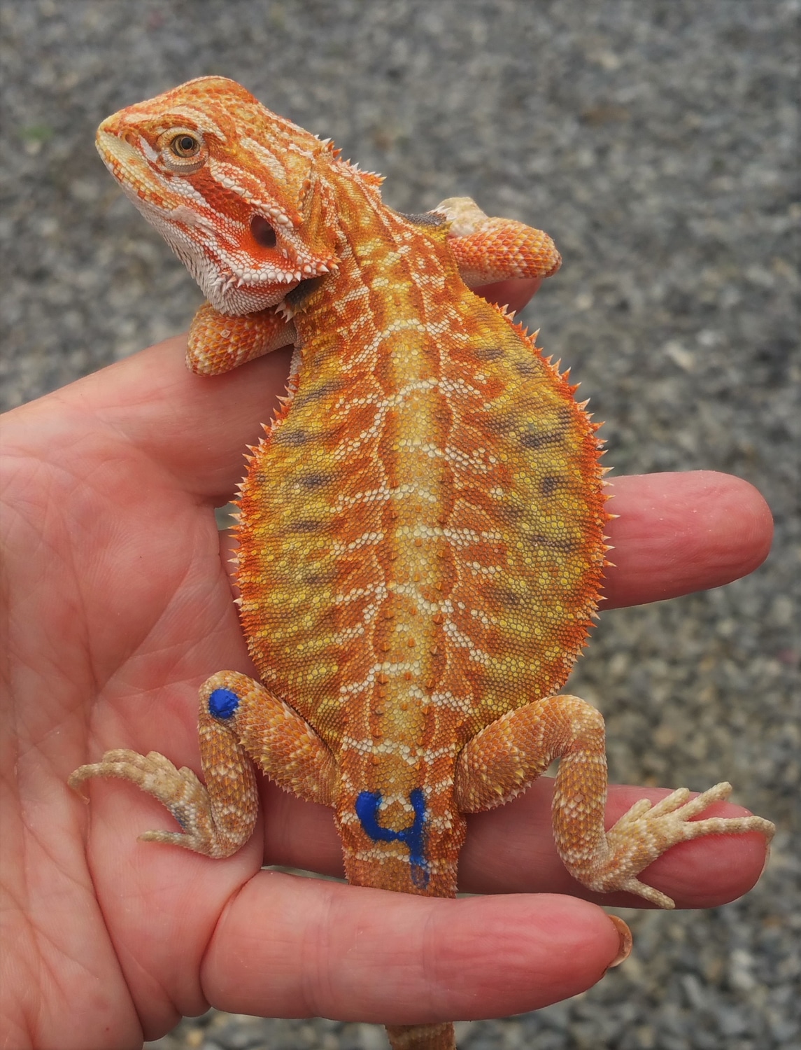 Leatherback GLOW BUG! Central Bearded Dragon by Draggintails Llc ...
