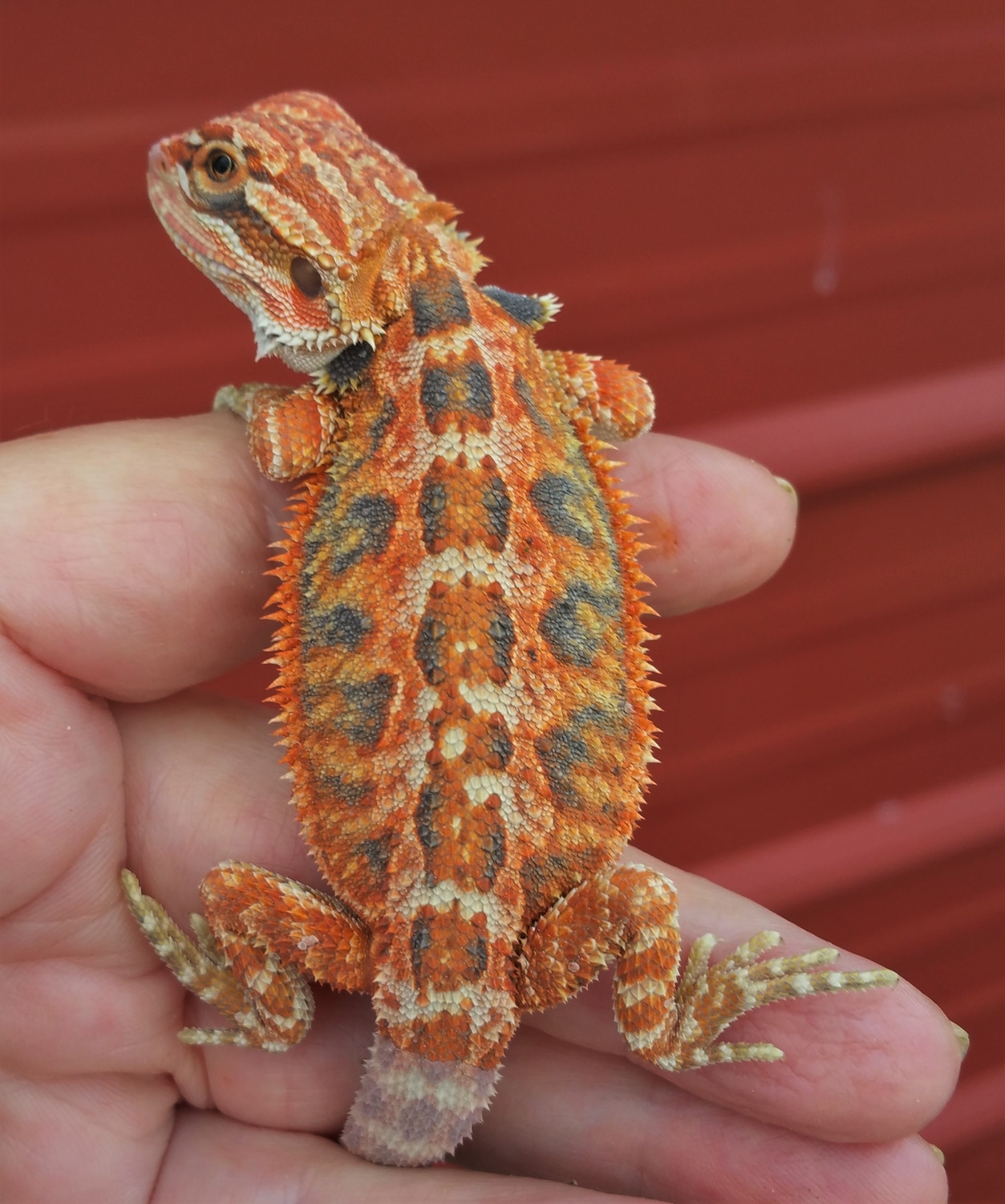 Rainbow Tiger Central Bearded Dragon by Draggintails Llc - MorphMarket