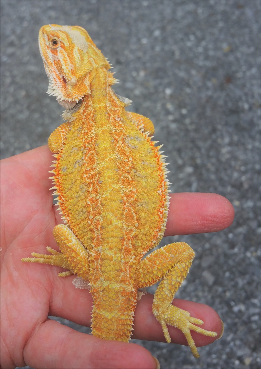 Bright Citrus Central Bearded Dragon by Draggintails - MorphMarket