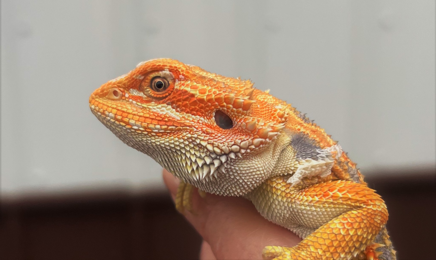 Blue Bars Central Bearded Dragon by Draggintails Llc - MorphMarket
