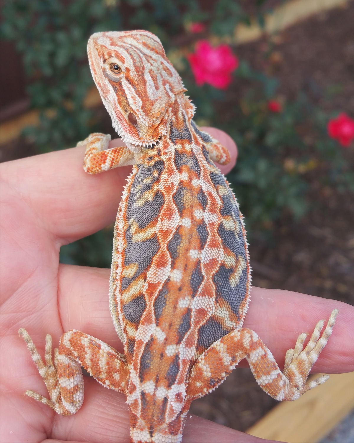 Leatherback Tiger Central Bearded Dragon by Draggintails Llc - MorphMarket