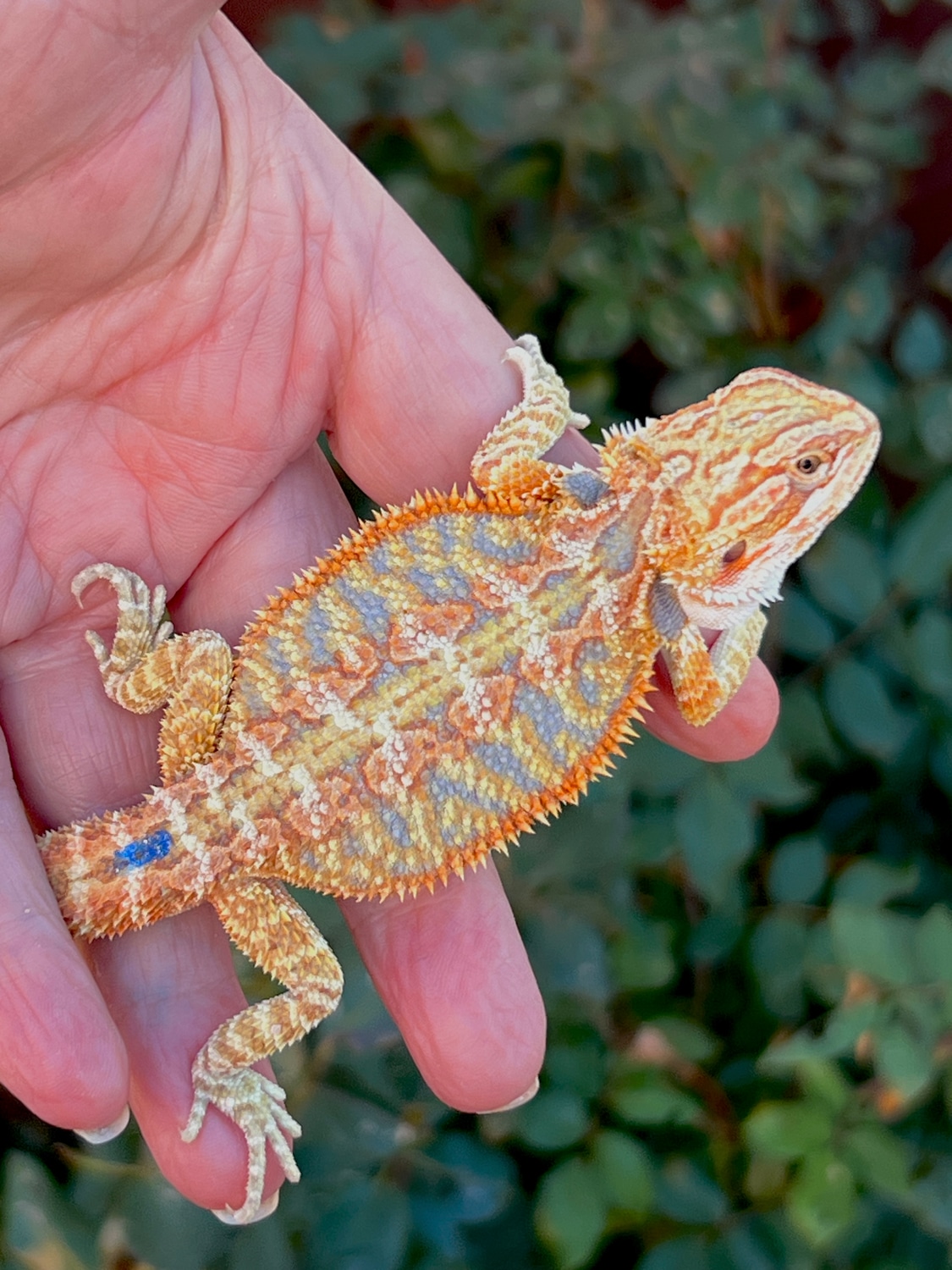 Rainbow Tiger Central Bearded Dragon by Draggintails Llc - MorphMarket