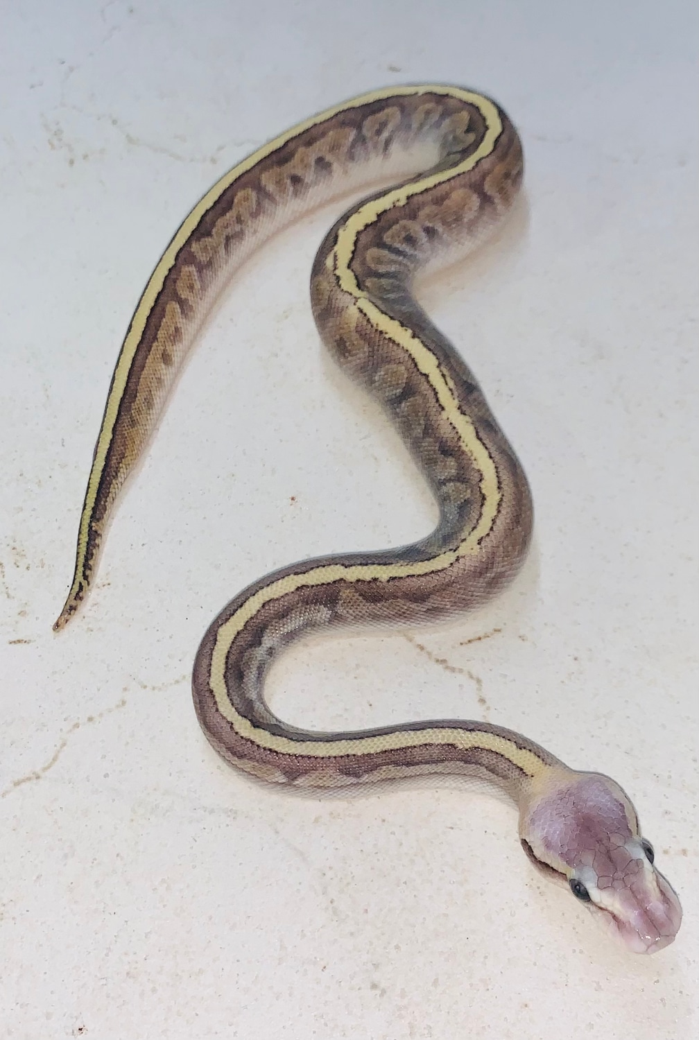 Pastel Mojave Pinstripe GHI Trick Ball Python by SSB Inc - MorphMarket