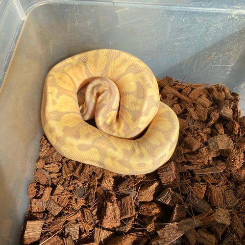 Dragonball Morphs - MorphMarket