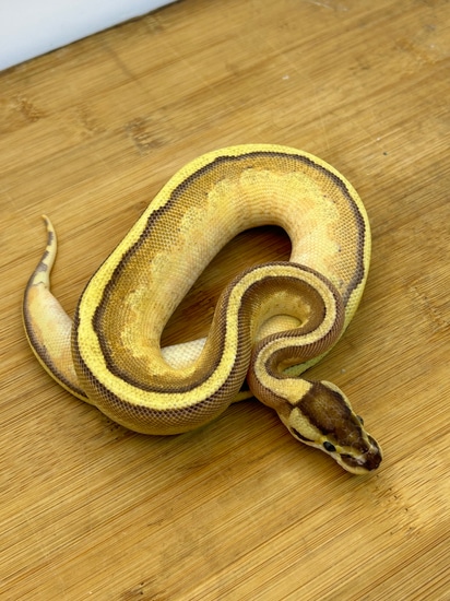 Enchi Specter Yellowbelly Ball Python by Dragonball Morphs