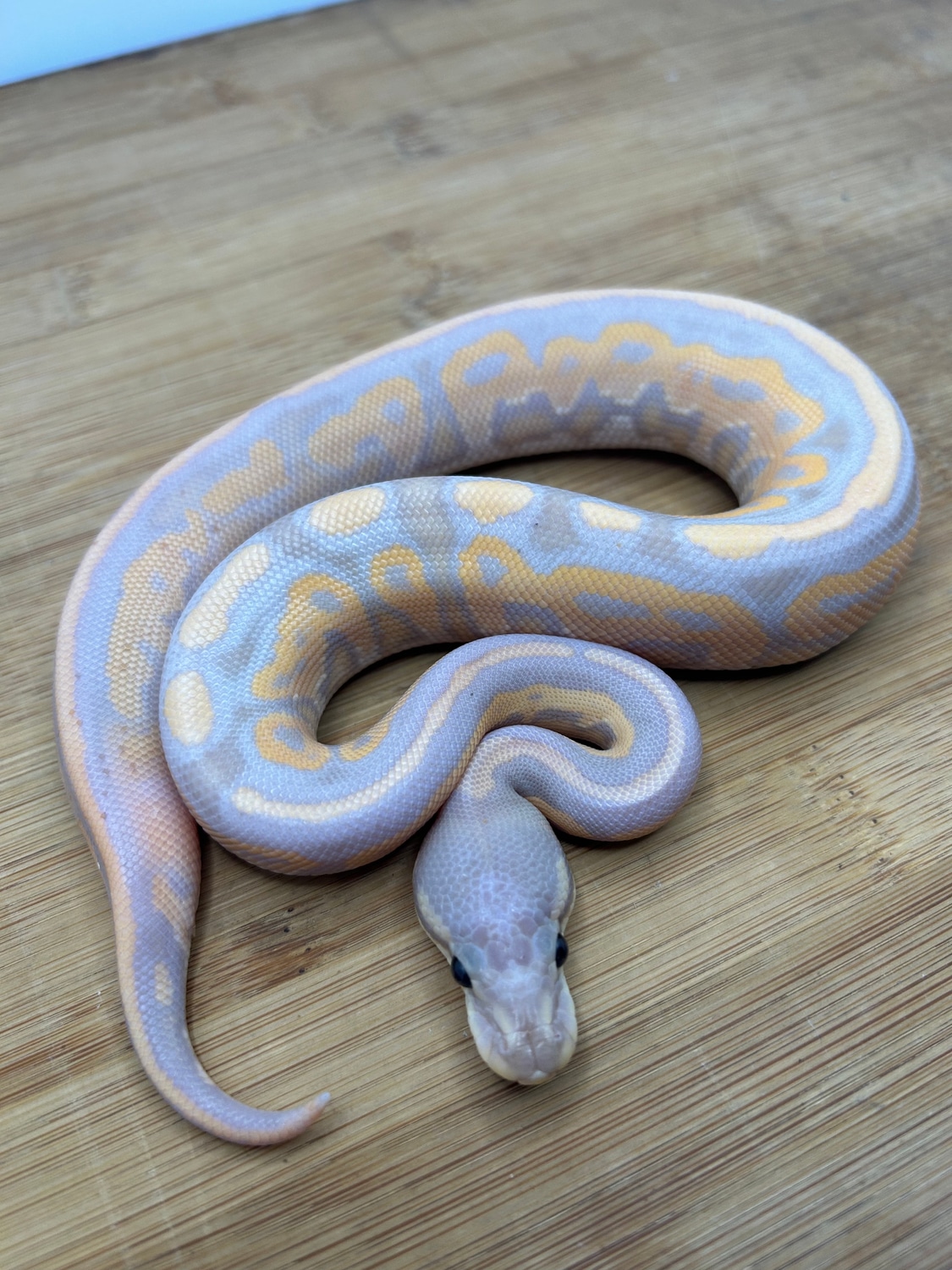 Black Pastel Banana Orange Dream Pos Het Hypo Ball Python by Dragonball ...