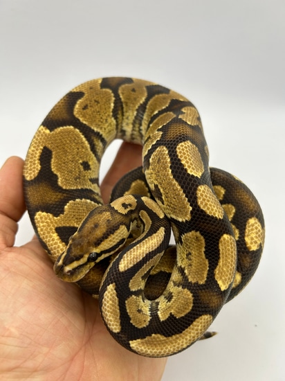 Fire Het Clown Het Hypo Ball Python by Dragonball Morphs