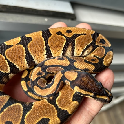 Dragonball Morphs - MorphMarket