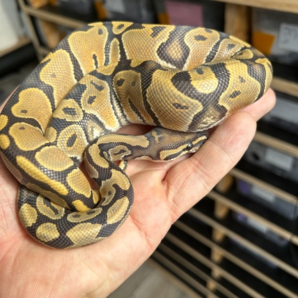 Dragonball Morphs - MorphMarket